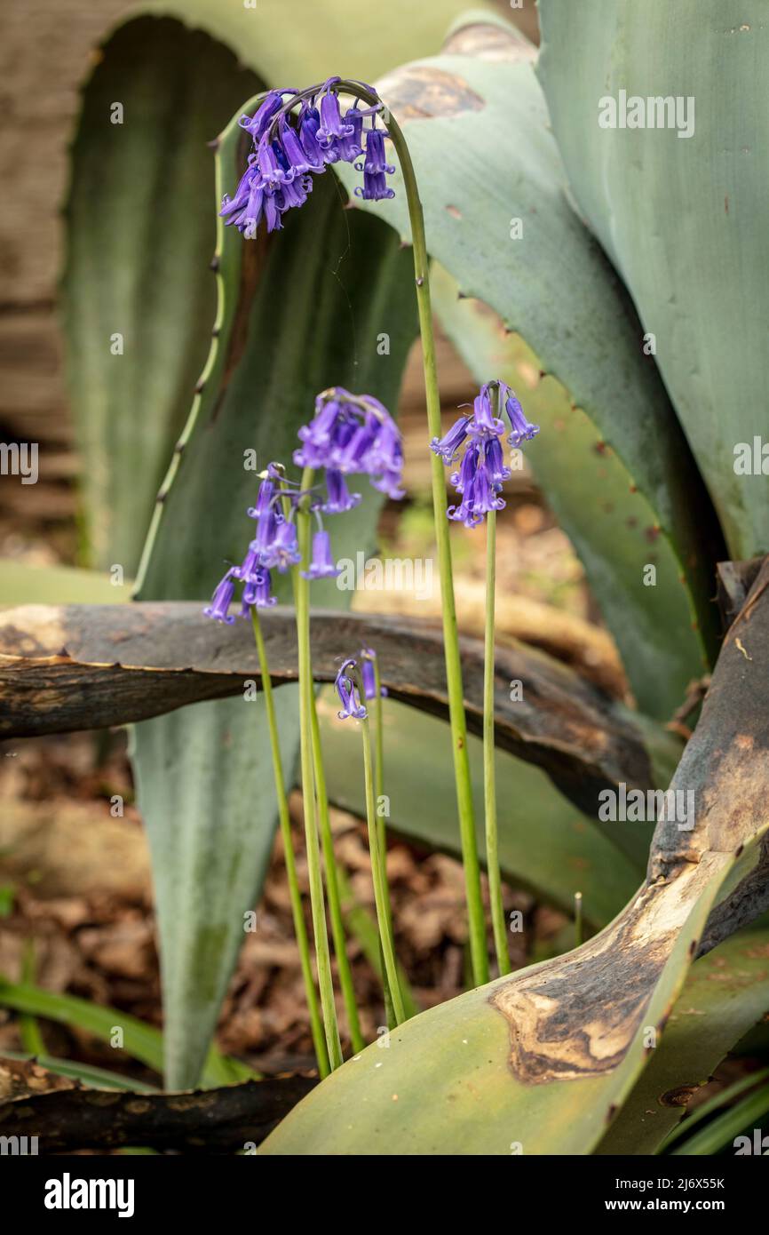 Agave beauleriana, Agave franzosinii as a backdrop to spring flowering ...