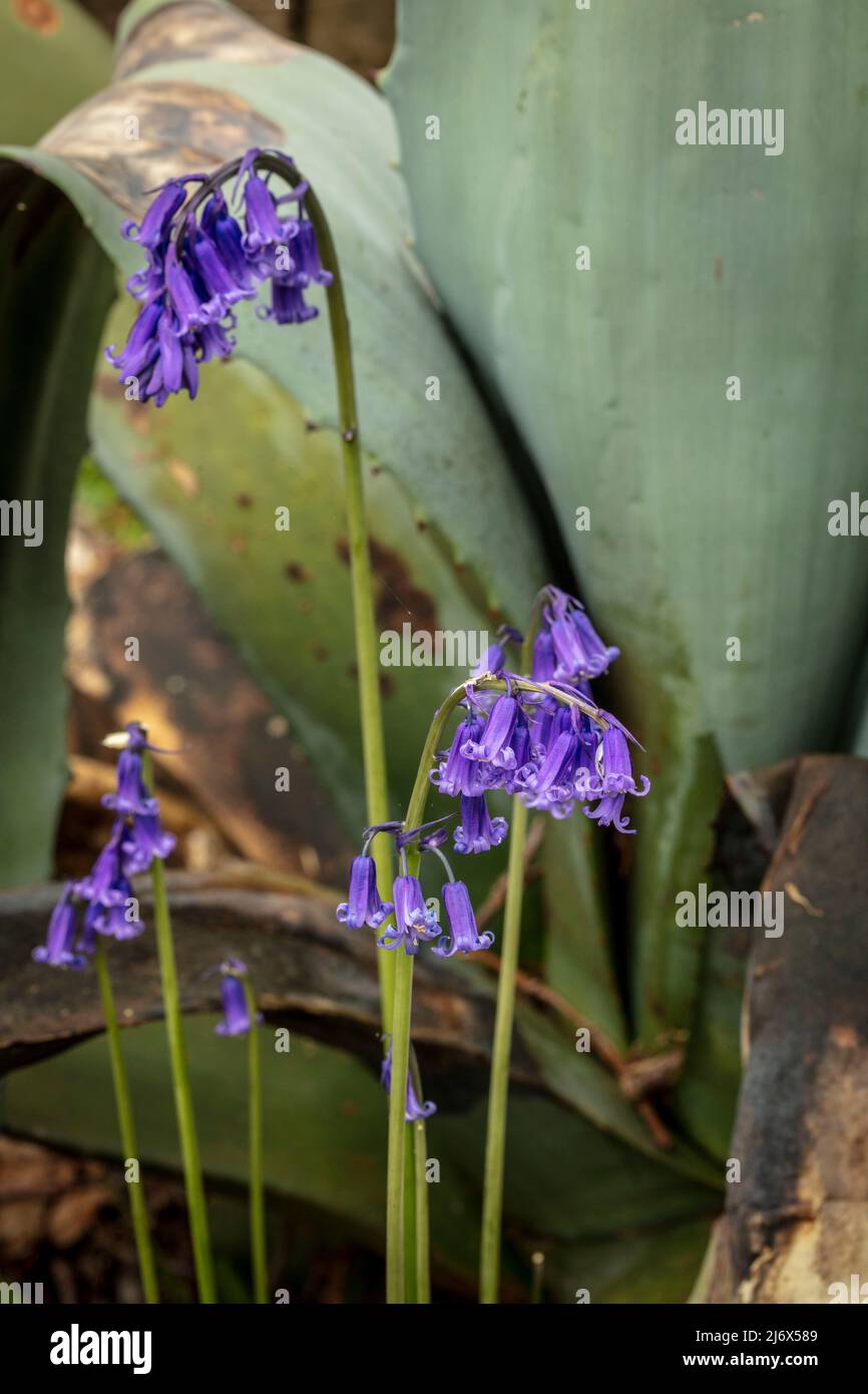 Agave beauleriana, Agave franzosinii as a backdrop to spring flowering ...