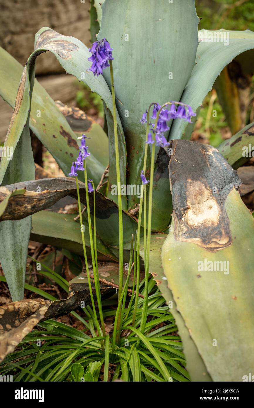 Agave beauleriana, Agave franzosinii as a backdrop to spring flowering ...