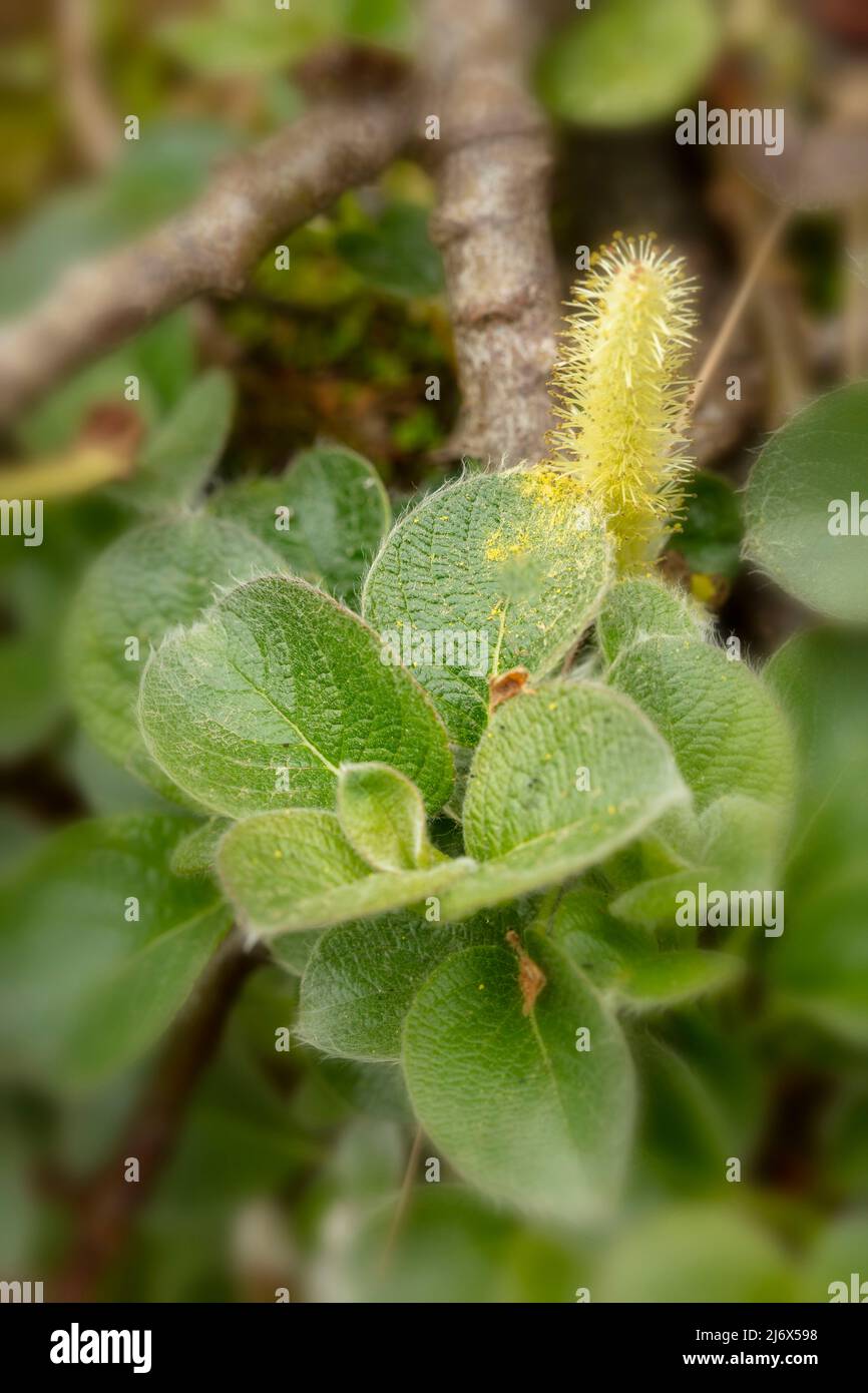 Tight close-up plant portrait of Salix nakamurana var. yezoalpina ...