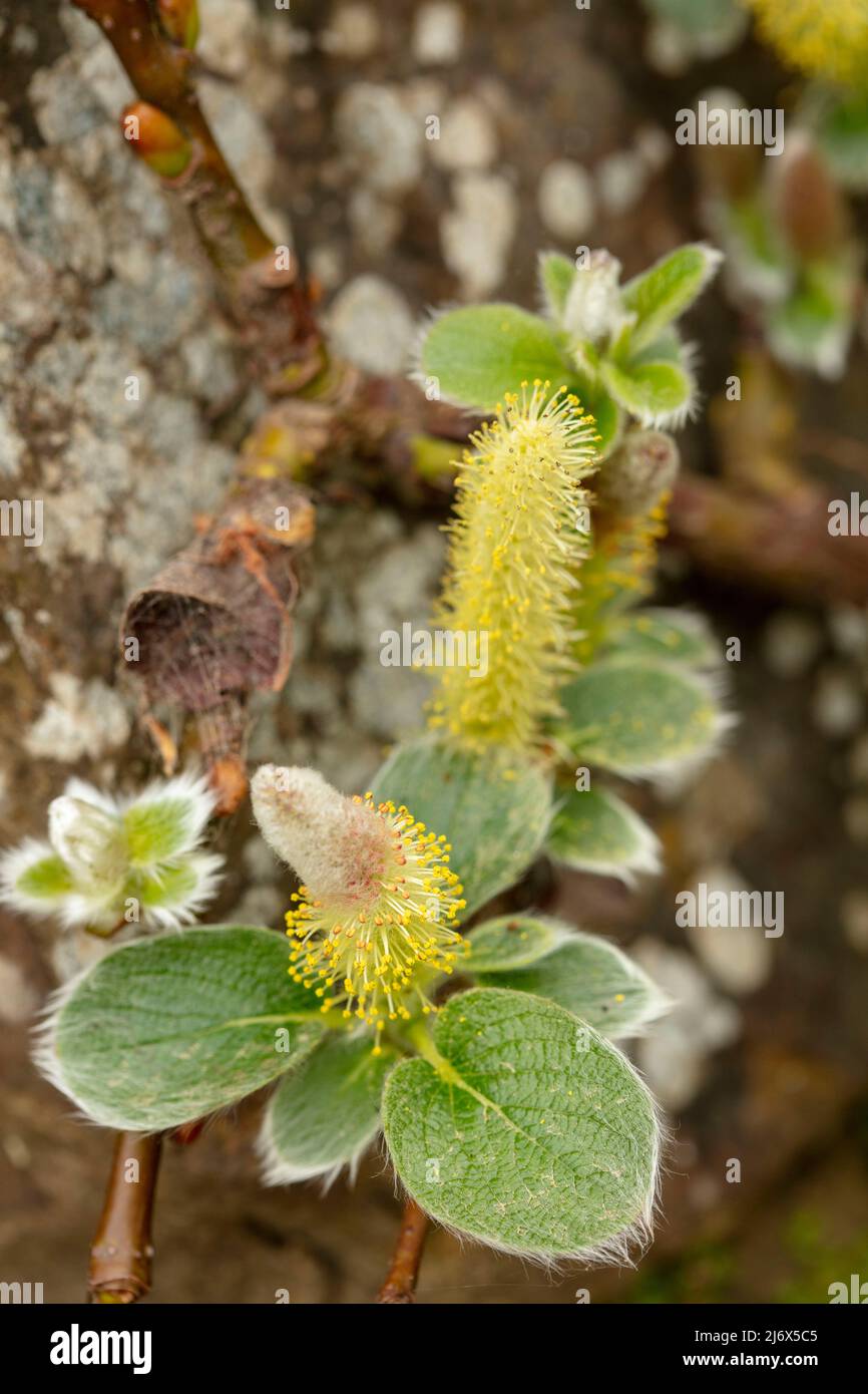 Tight close-up plant portrait of Salix nakamurana var. yezoalpina ...