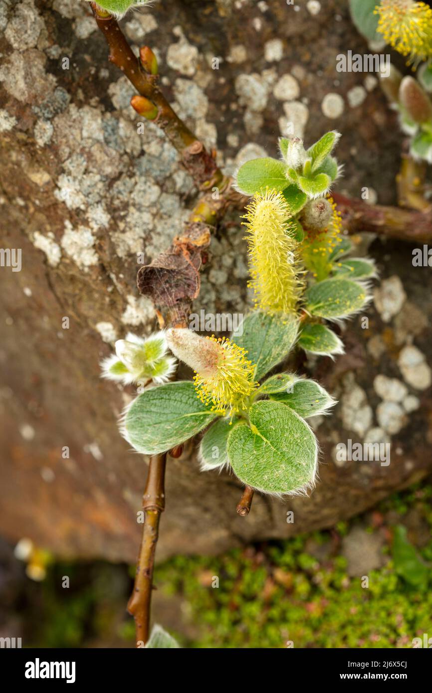 Tight close-up plant portrait of Salix nakamurana var. yezoalpina ...