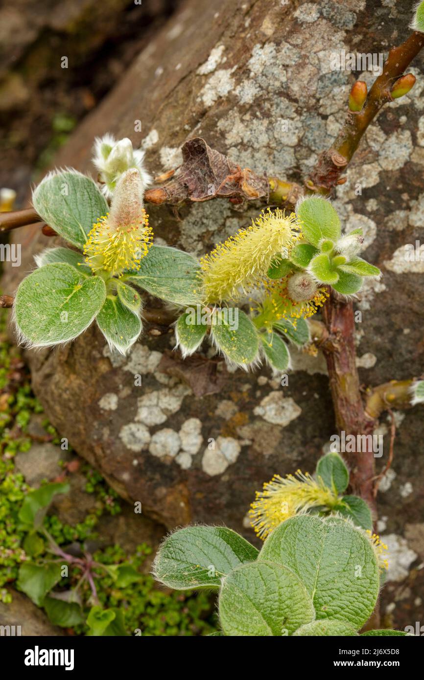 Creeping alpine willow hi-res stock photography and images - Alamy