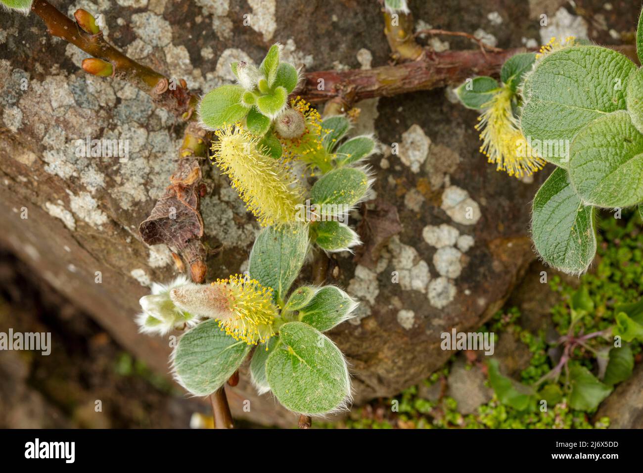 Verdant Salix nakamurana var. yezoalpina, creeping alpine willow, Yezo ...