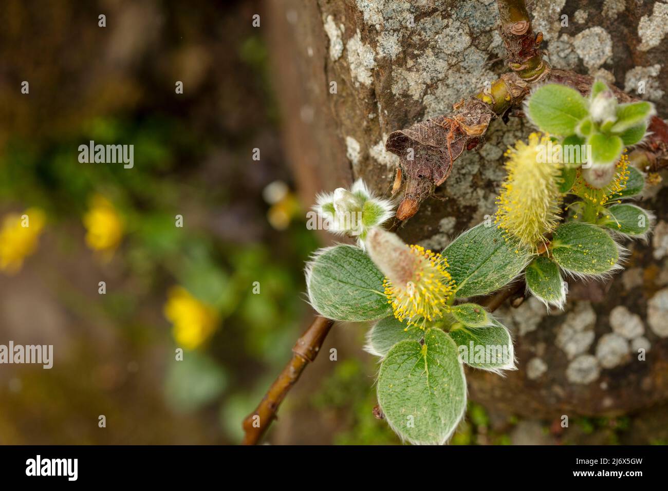 Close-up natural plant portrait ofSalix nakamurana var. yezoalpina ...