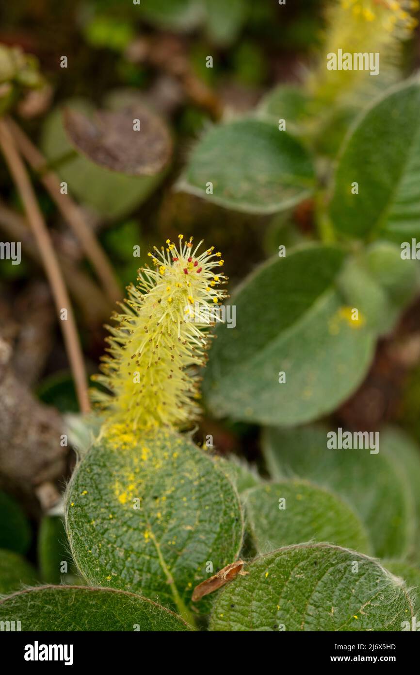 Close-up natural plant portrait ofSalix nakamurana var. yezoalpina ...