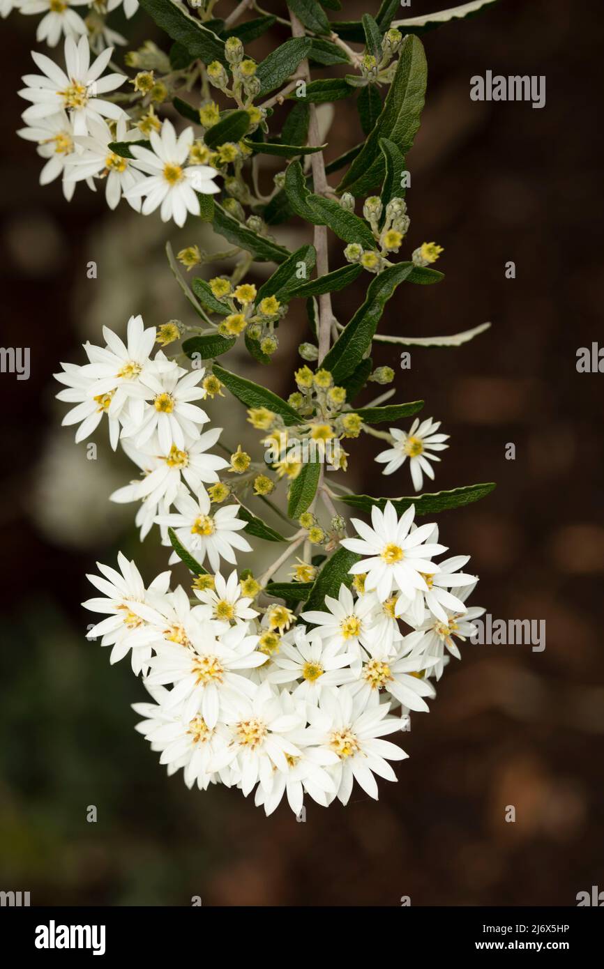 Natural close-up plant portrait of Olearia × scilloniensis, Scilly ...