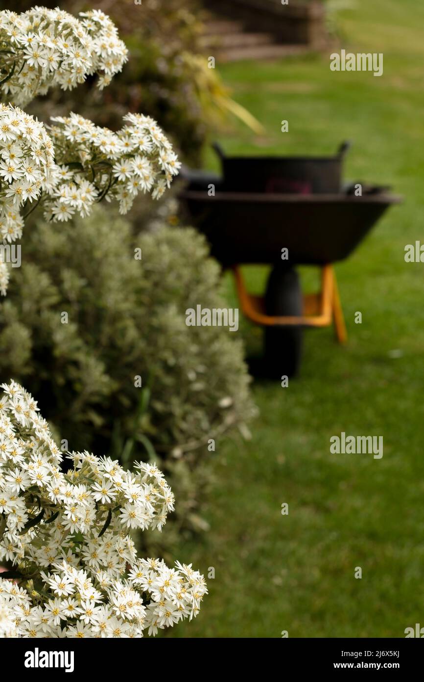 Natural close-up plant portrait of Olearia × scilloniensis, Scilly ...