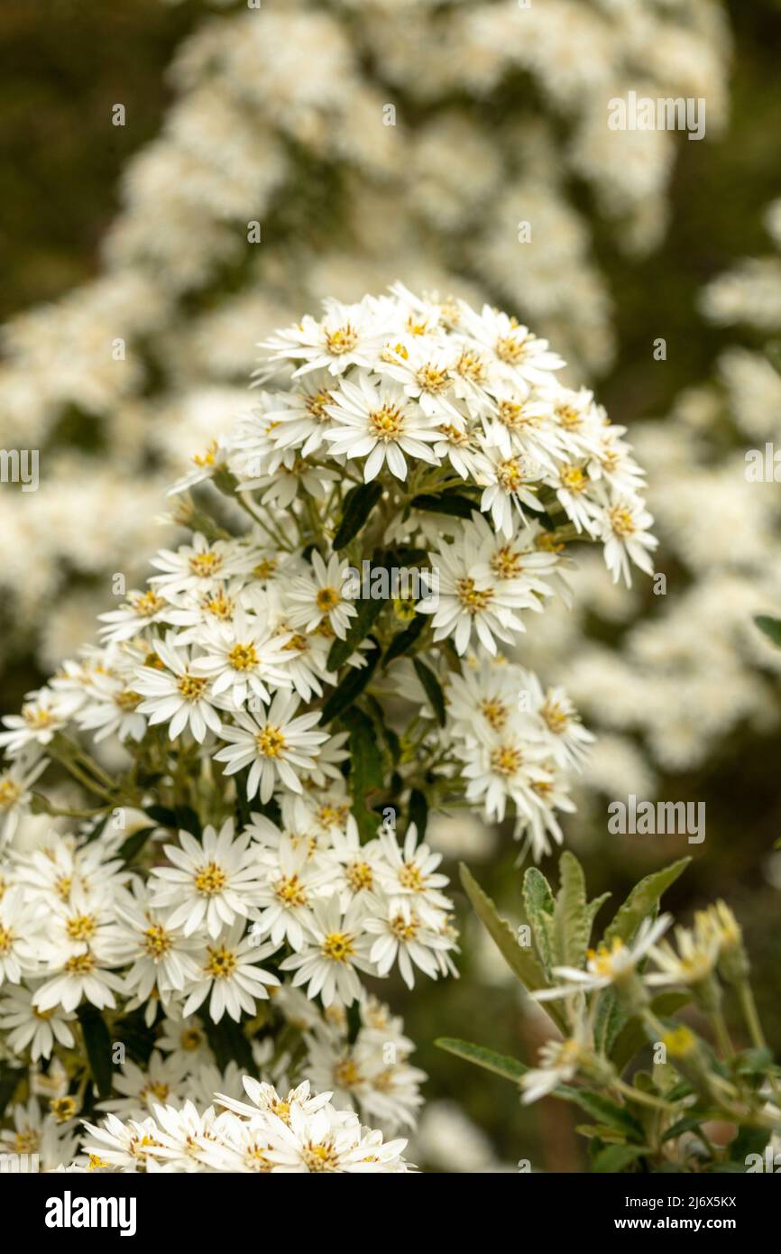 Natural close-up plant portrait of Olearia × scilloniensis, Scilly ...