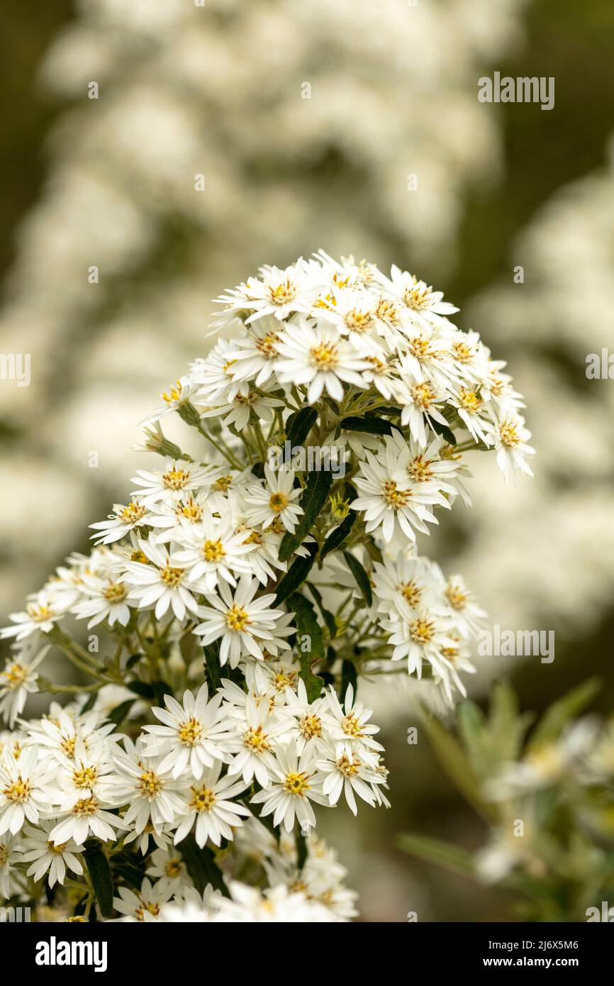 Natural close-up plant portrait of Olearia × scilloniensis, Scilly ...