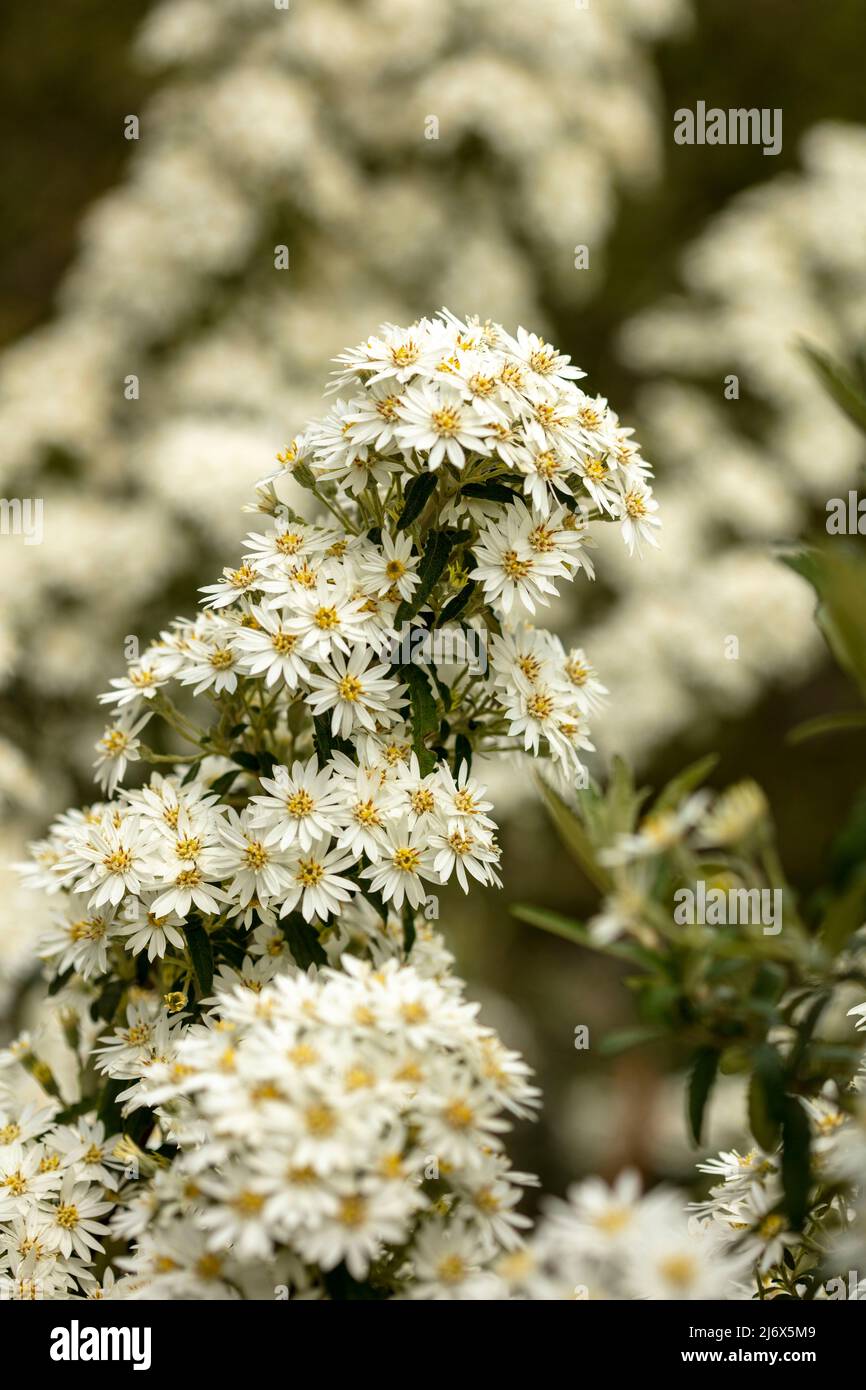 Natural close-up plant portrait of Olearia × scilloniensis, Scilly ...