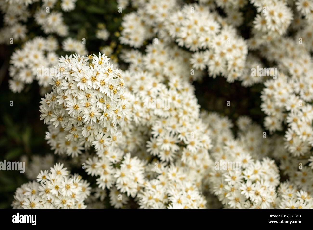 Natural close-up plant portrait of Olearia × scilloniensis, Scilly ...