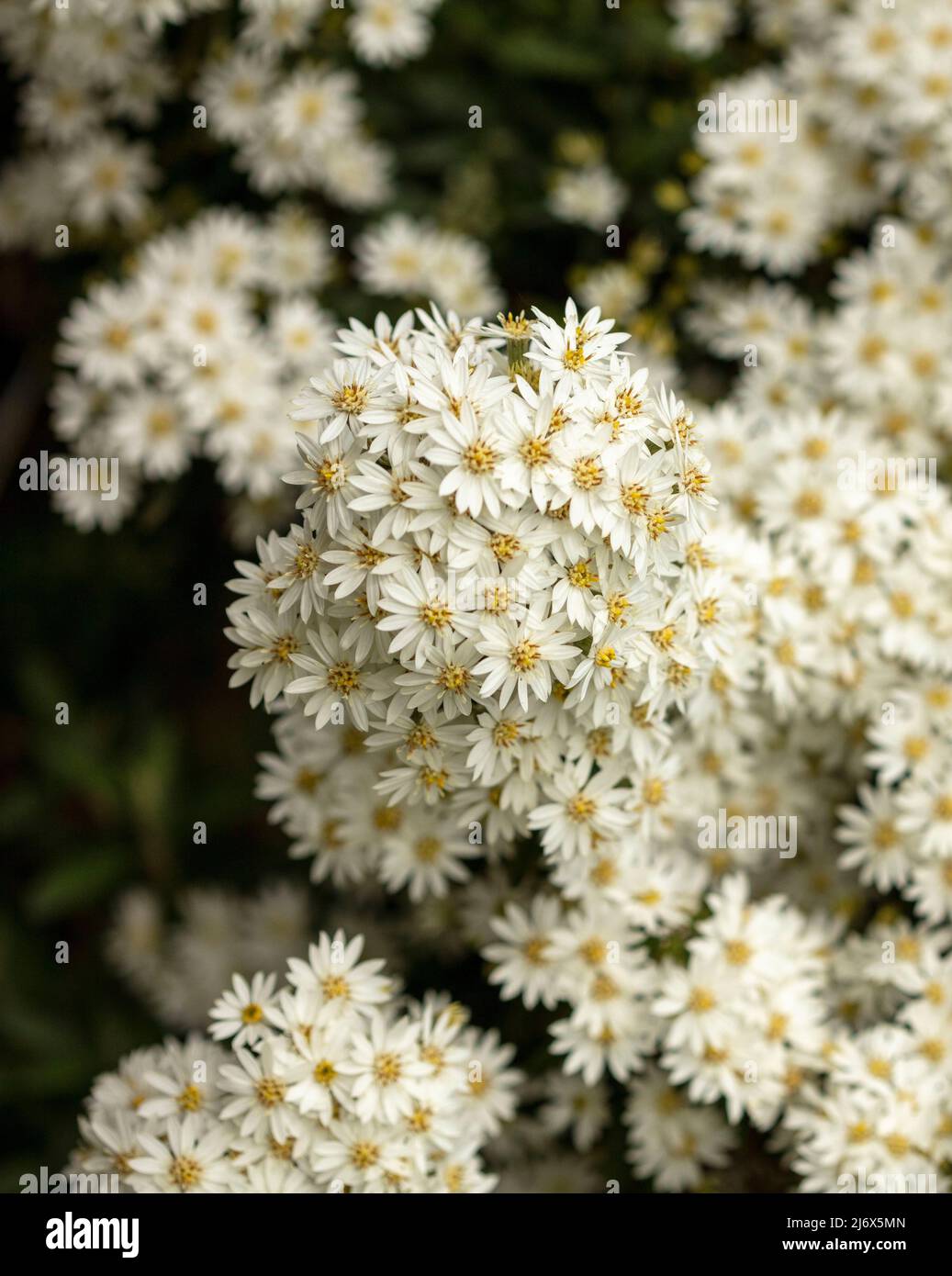 Natural close-up plant portrait of Olearia × scilloniensis, Scilly ...