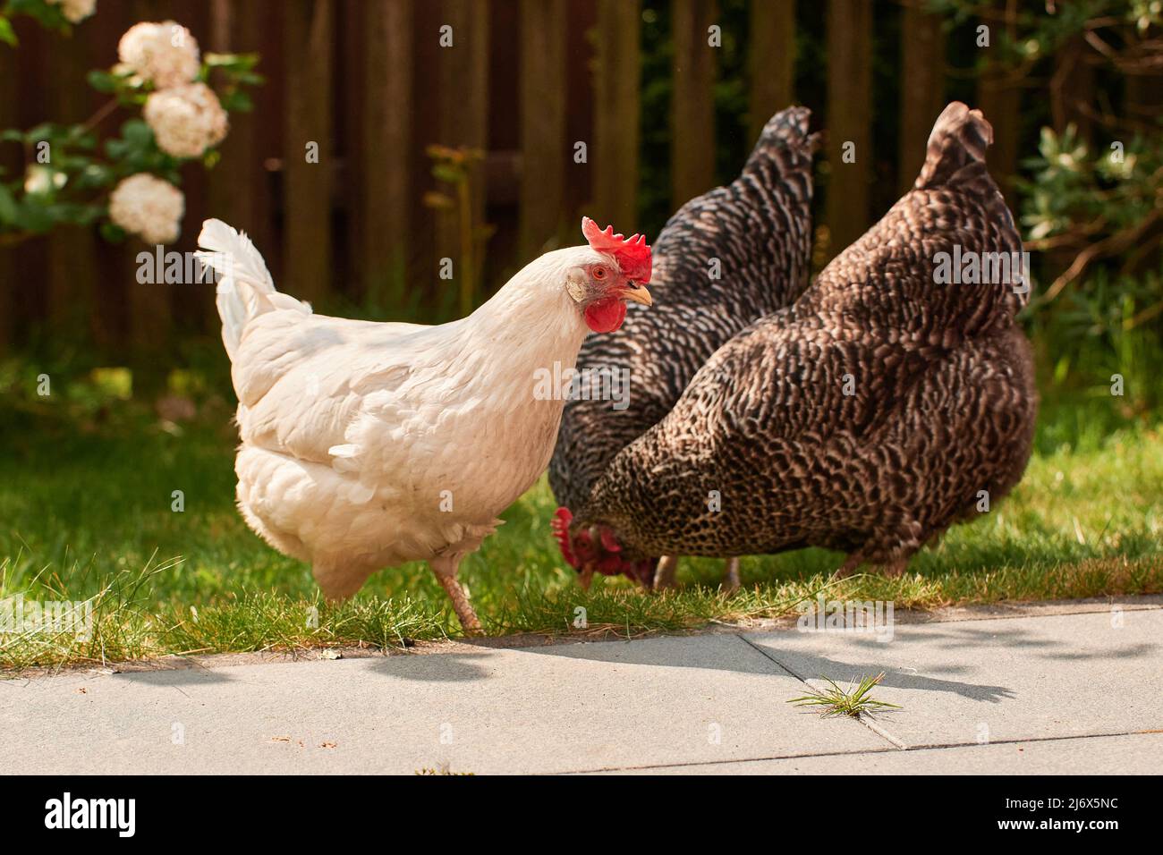 German chicken breed hi-res stock photography and images - Alamy