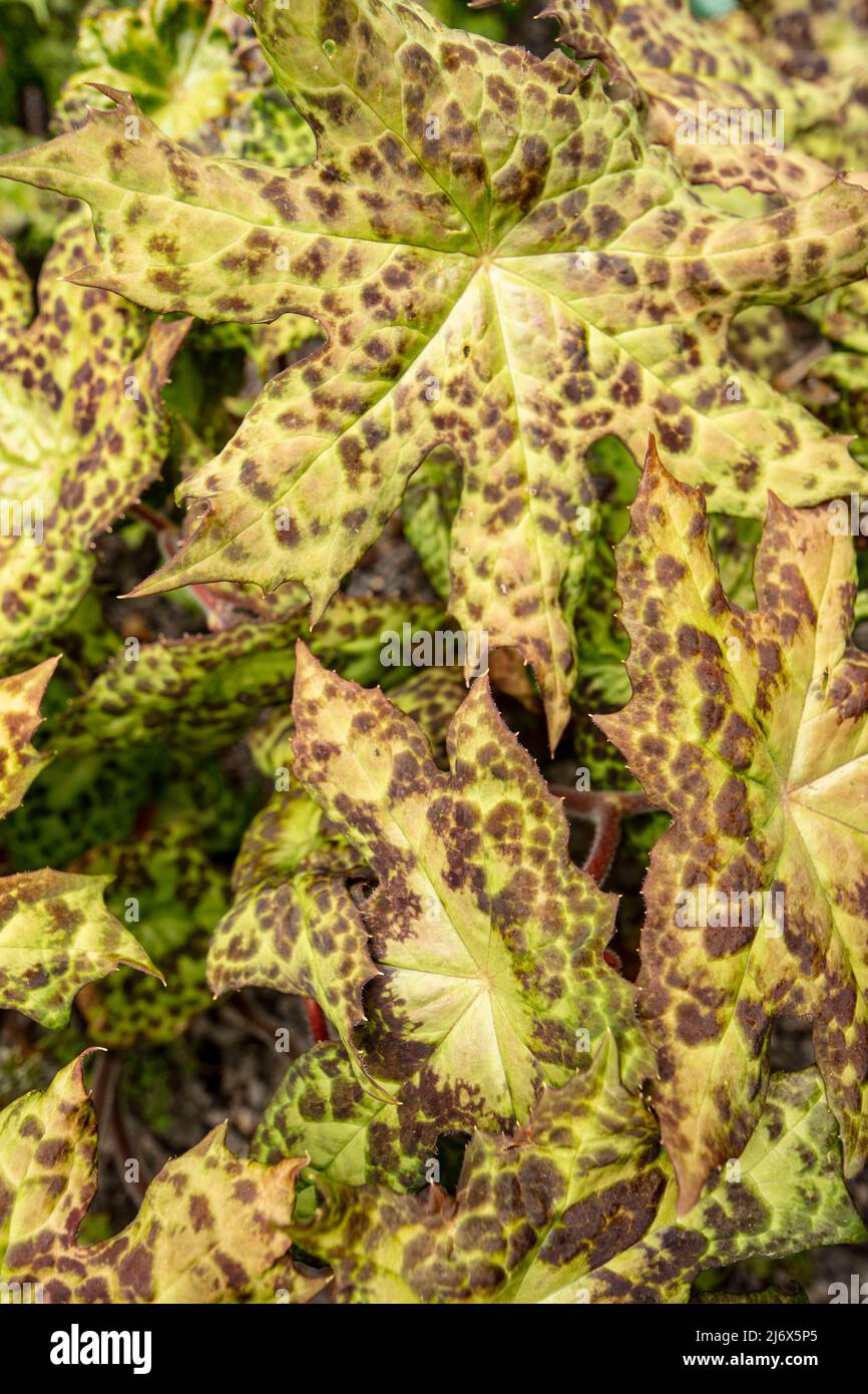 Macro natural abstract plant portrait of Podophyllum versipelle 'Spotty ...