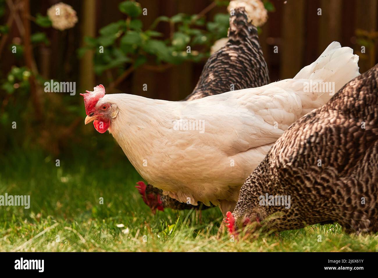 a bunch of chicken outdoors in the green Stock Photo - Alamy
