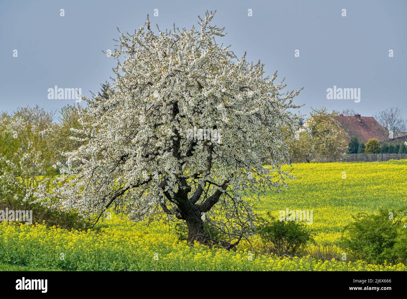 Cherry tree trees blooming Lower Silesia Poland Stock Photo - Alamy
