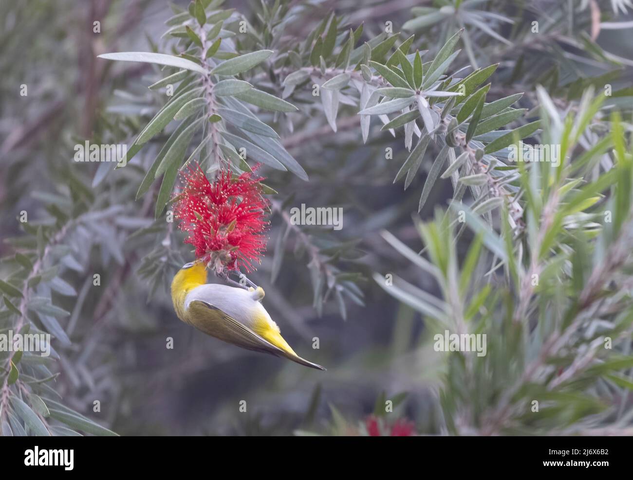 Indian white-eye or Oriental White-eye (Zosterops palpebrosus) bird ...