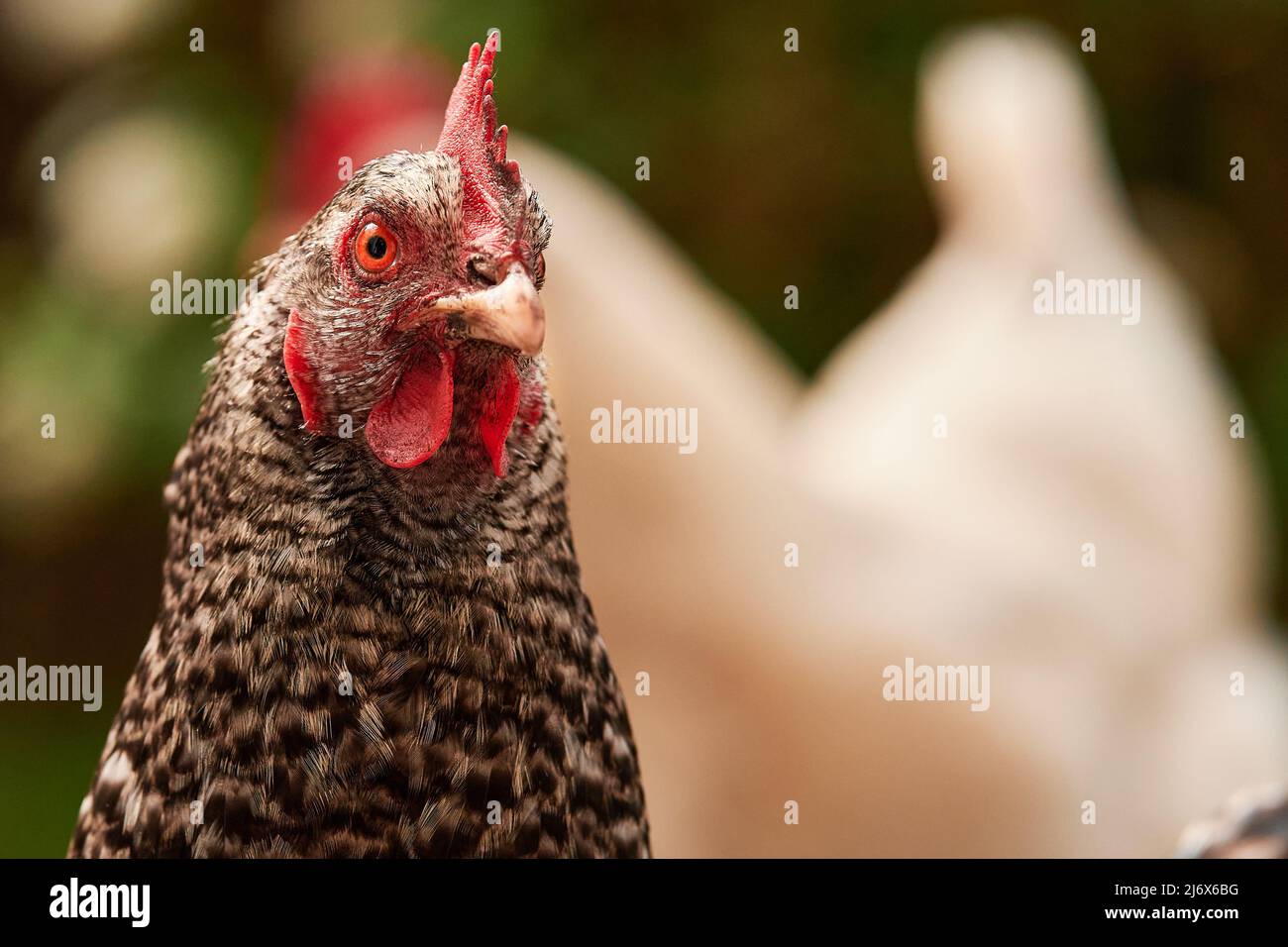 portrait of a single brown spotted chicken outdoors in the green Stock ...