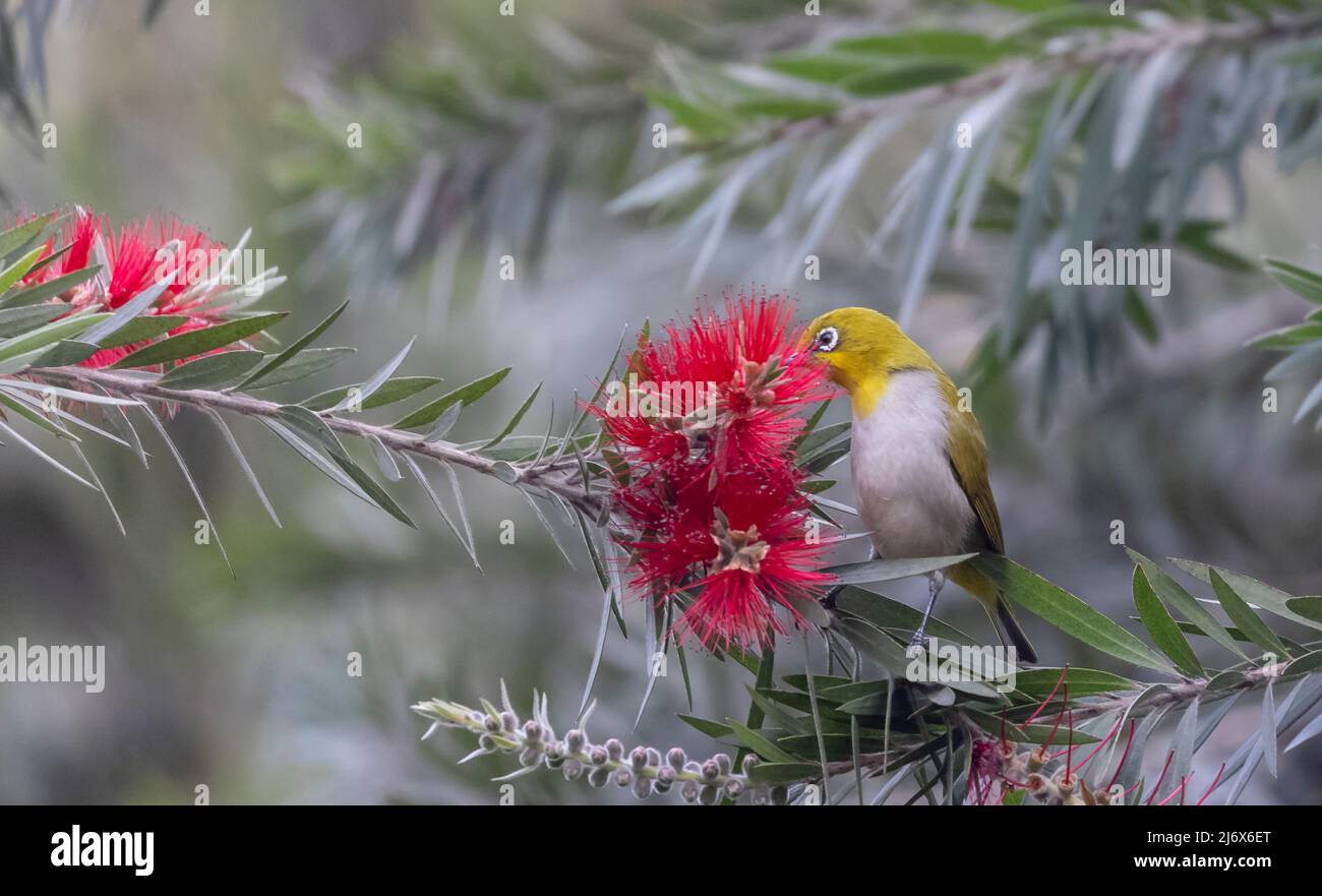 Indian white-eye or Oriental White-eye (Zosterops palpebrosus) bird ...