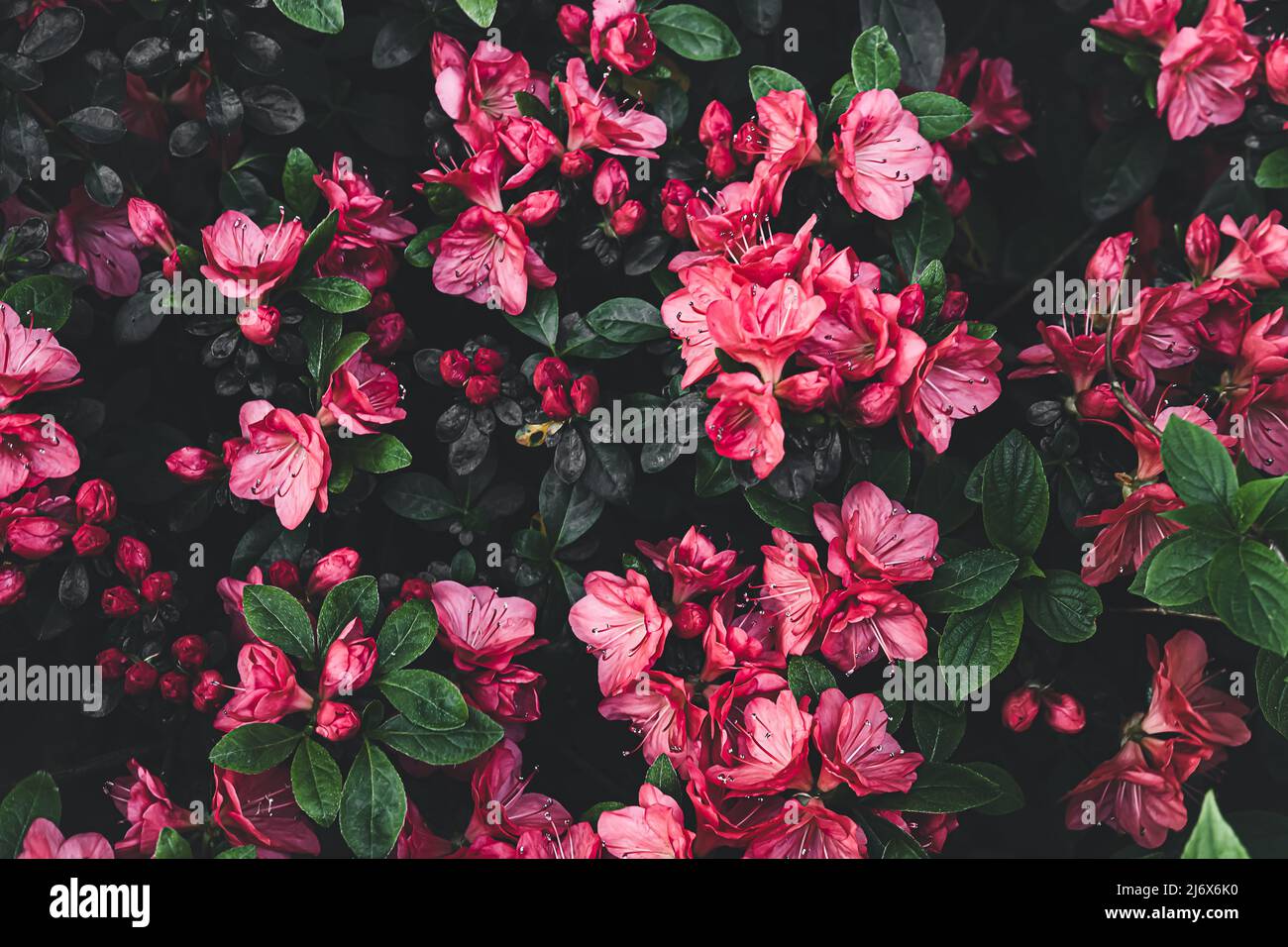 Beautiful pink flowers in the spring garden, as a beautiful natural ...