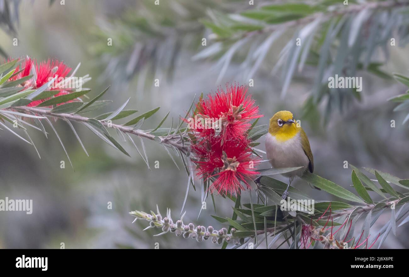 Indian white-eye or Oriental White-eye (Zosterops palpebrosus) bird ...