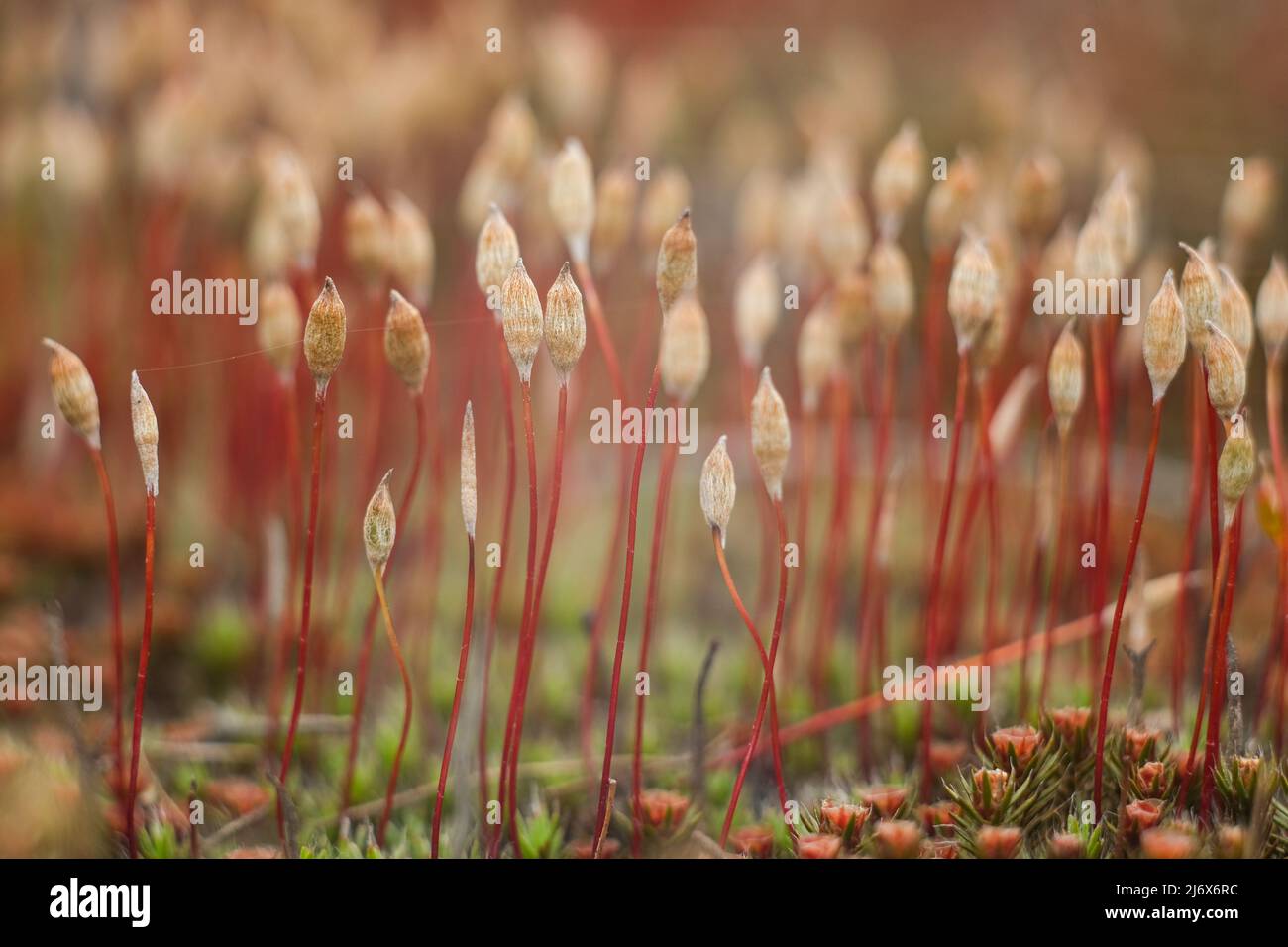 Microworld hi-res stock photography and images - Alamy