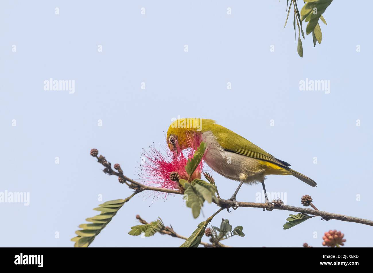 Indian white-eye or Oriental White-eye (Zosterops palpebrosus) bird ...