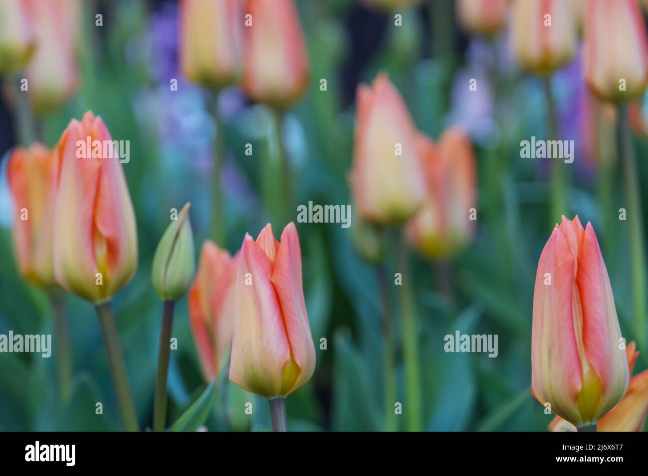 Group of colorful tulip in spring garden. Bright colorful tulip photo ...
