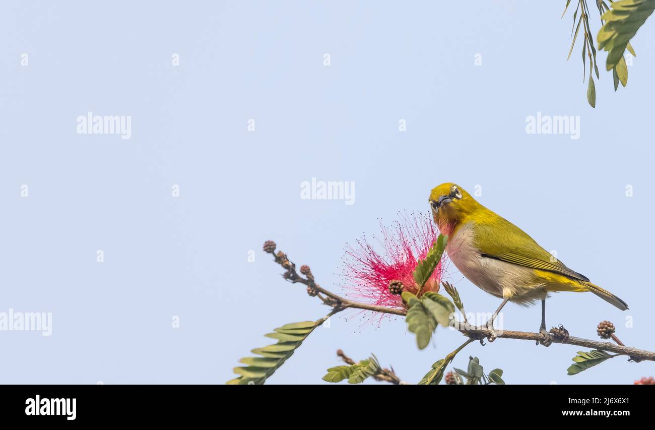 Indian white-eye or Oriental White-eye (Zosterops palpebrosus) bird ...