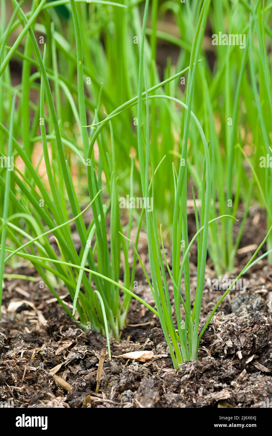 Young multi-sown spring onions growing in a no-dig style vegetable ...