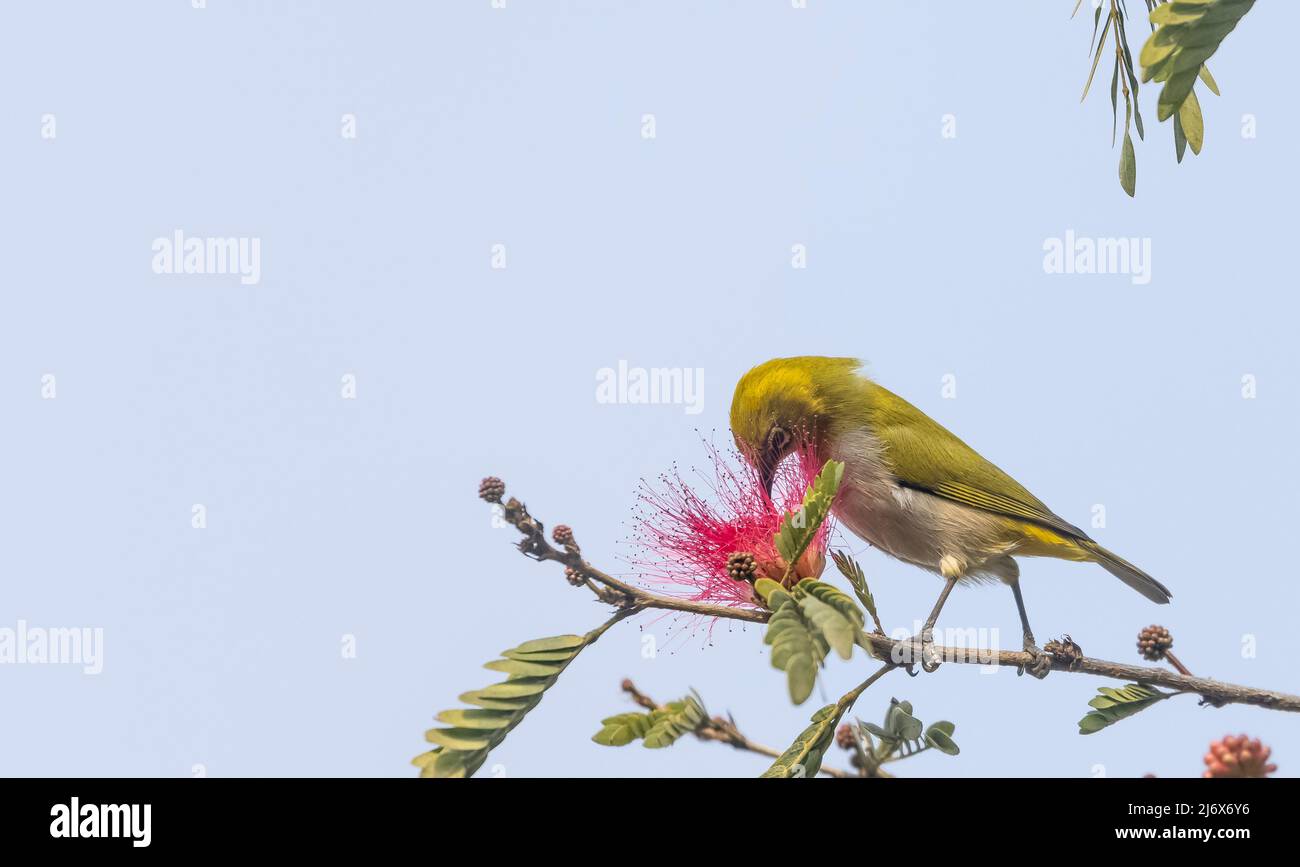 Indian white-eye or Oriental White-eye (Zosterops palpebrosus) bird ...