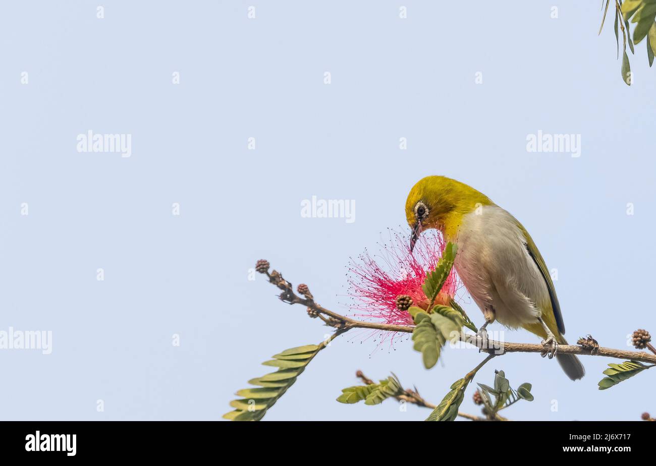 Indian white-eye or Oriental White-eye (Zosterops palpebrosus) bird ...