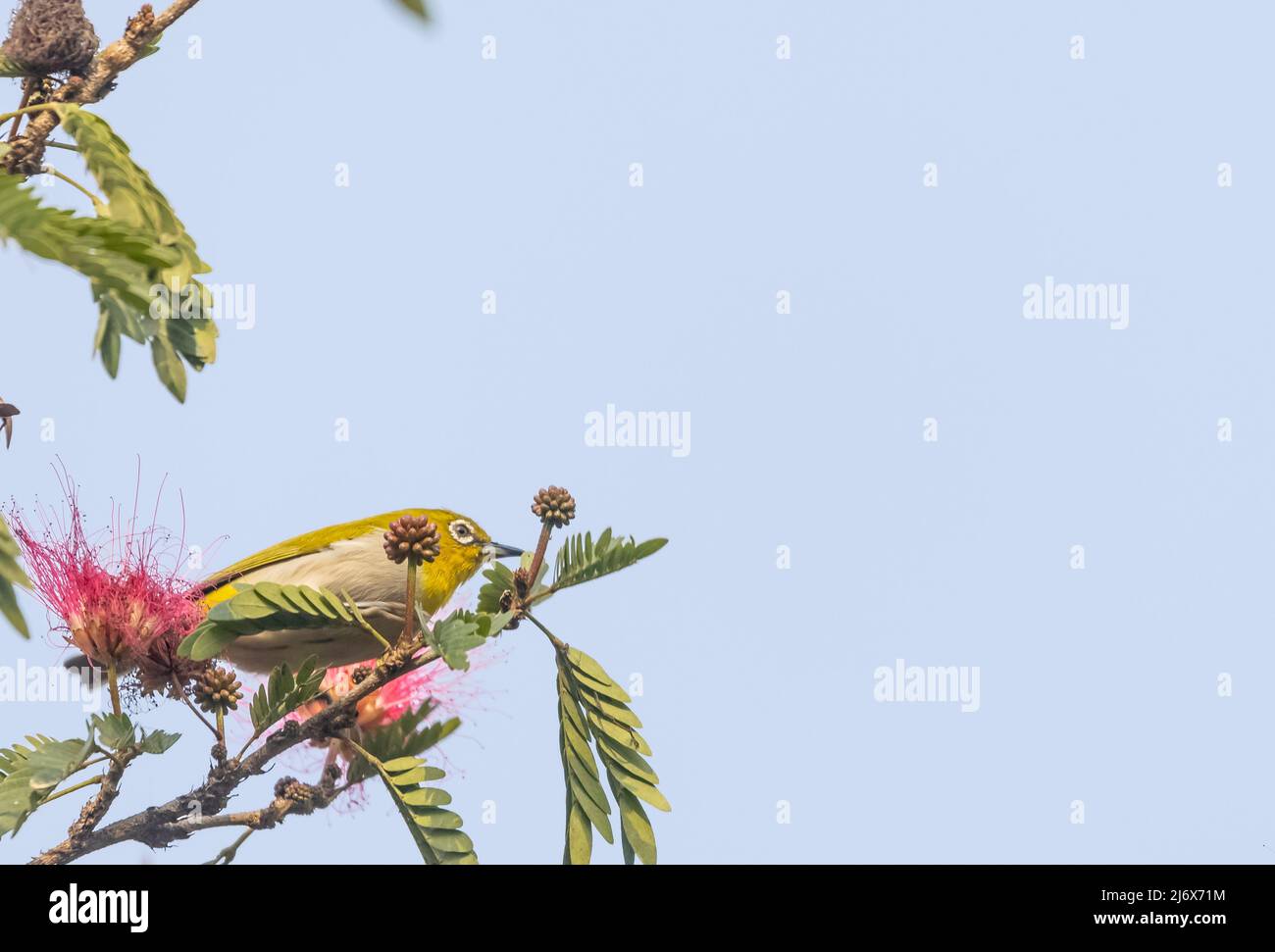 Indian white-eye or Oriental White-eye (Zosterops palpebrosus) bird ...