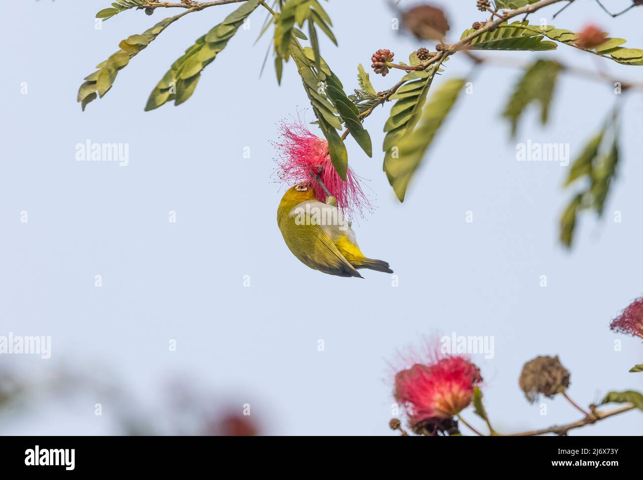 Indian white-eye or Oriental White-eye (Zosterops palpebrosus) bird ...
