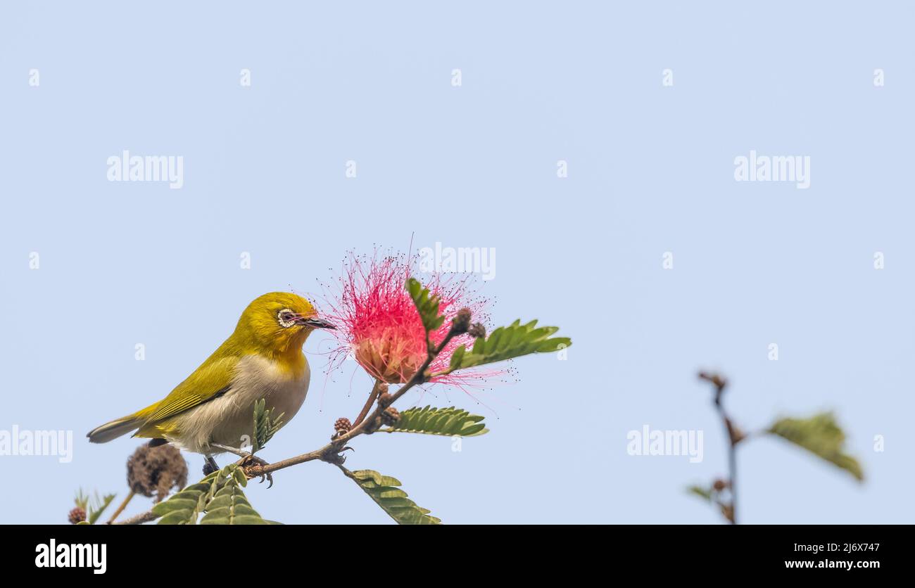 Indian white-eye or Oriental White-eye (Zosterops palpebrosus) bird ...