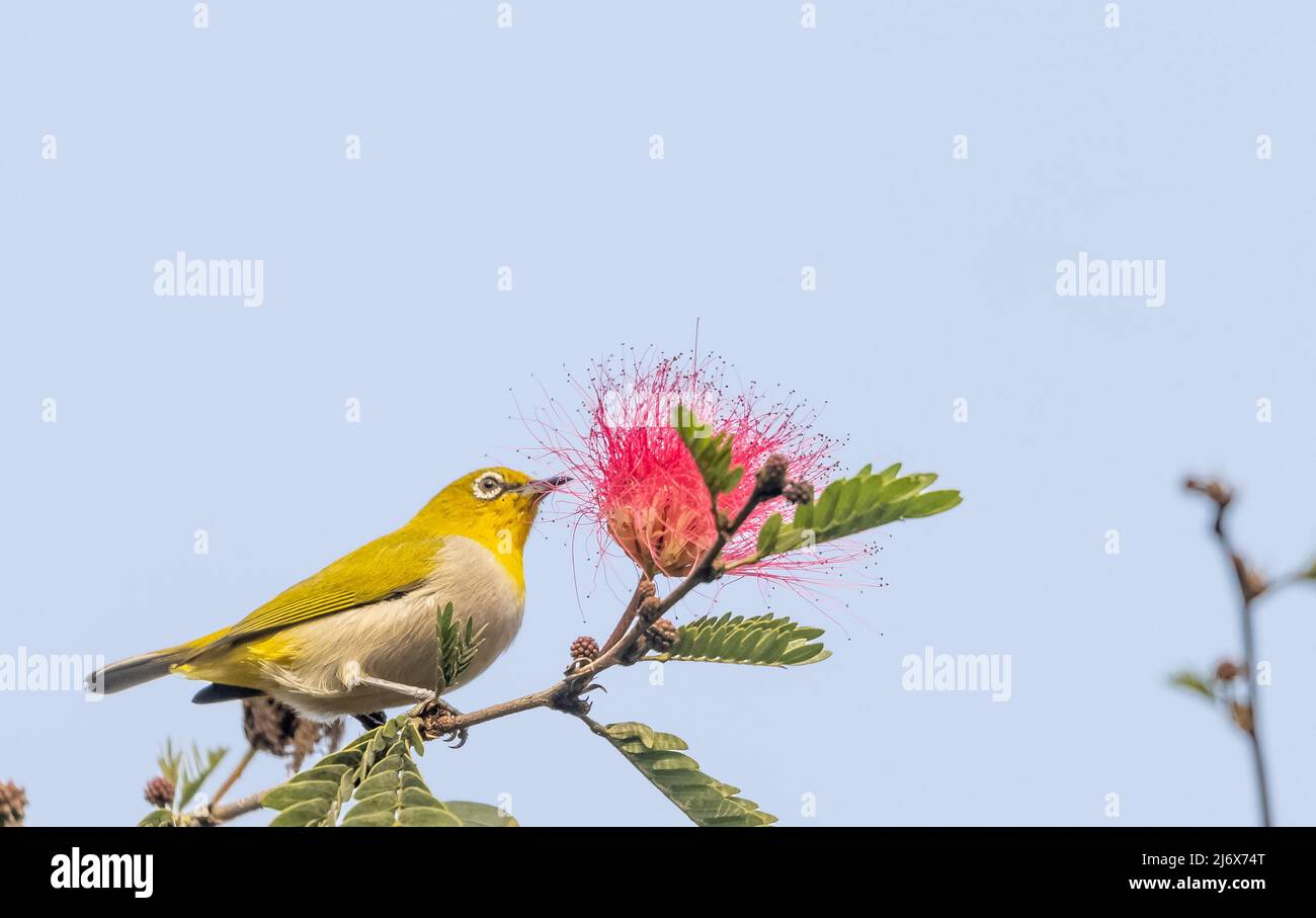 Indian white-eye or Oriental White-eye (Zosterops palpebrosus) bird ...