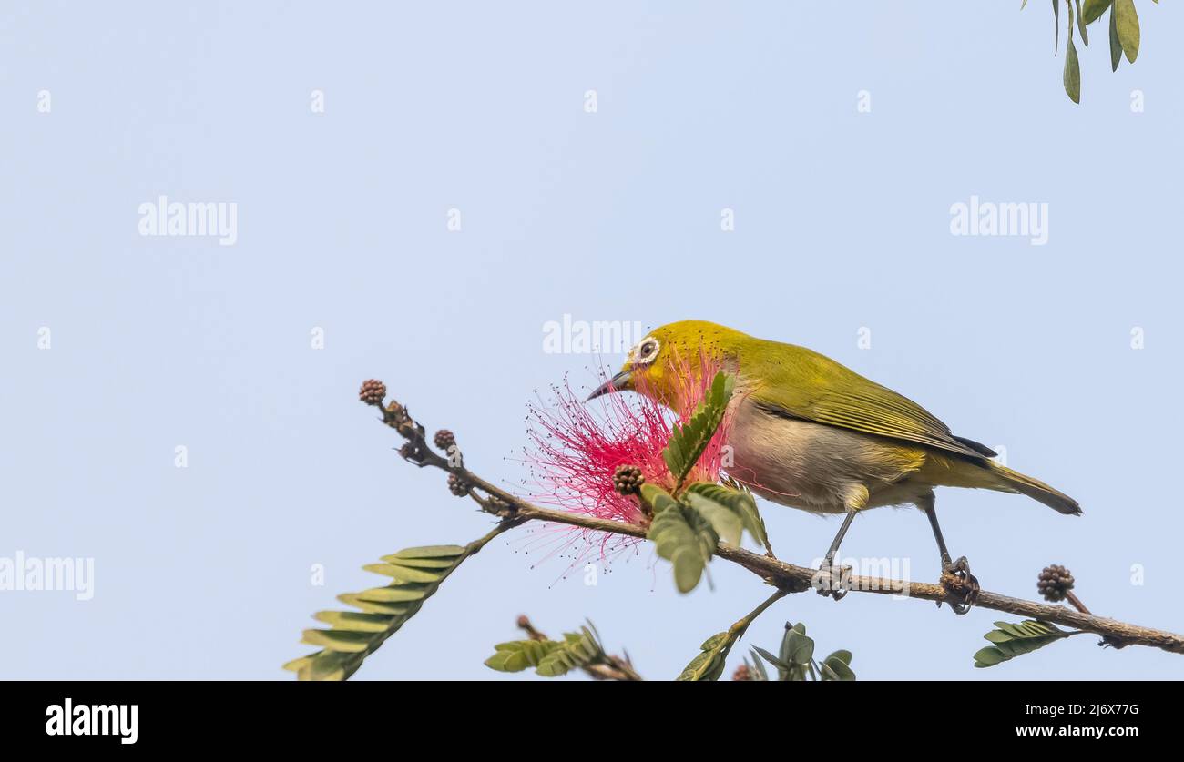 Indian white-eye or Oriental White-eye (Zosterops palpebrosus) bird ...