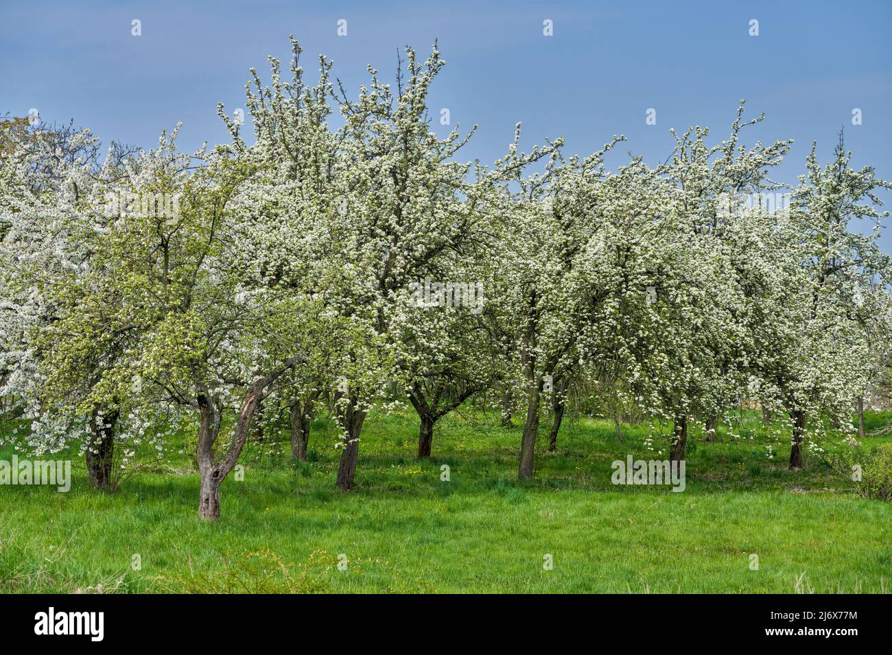 Pear tree trees blooming Lower Silesia Poland Stock Photo - Alamy
