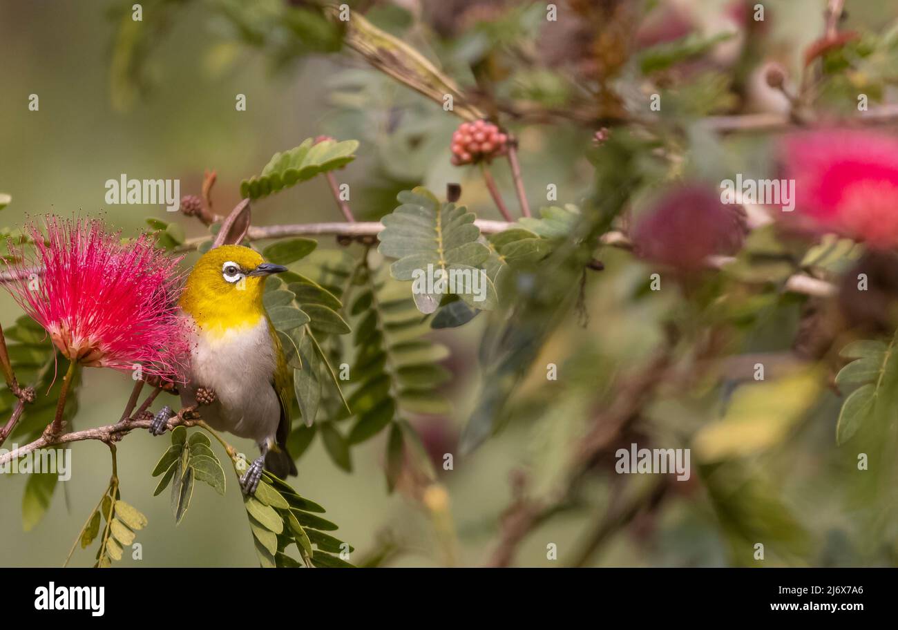 Indian white-eye or Oriental White-eye (Zosterops palpebrosus) bird ...