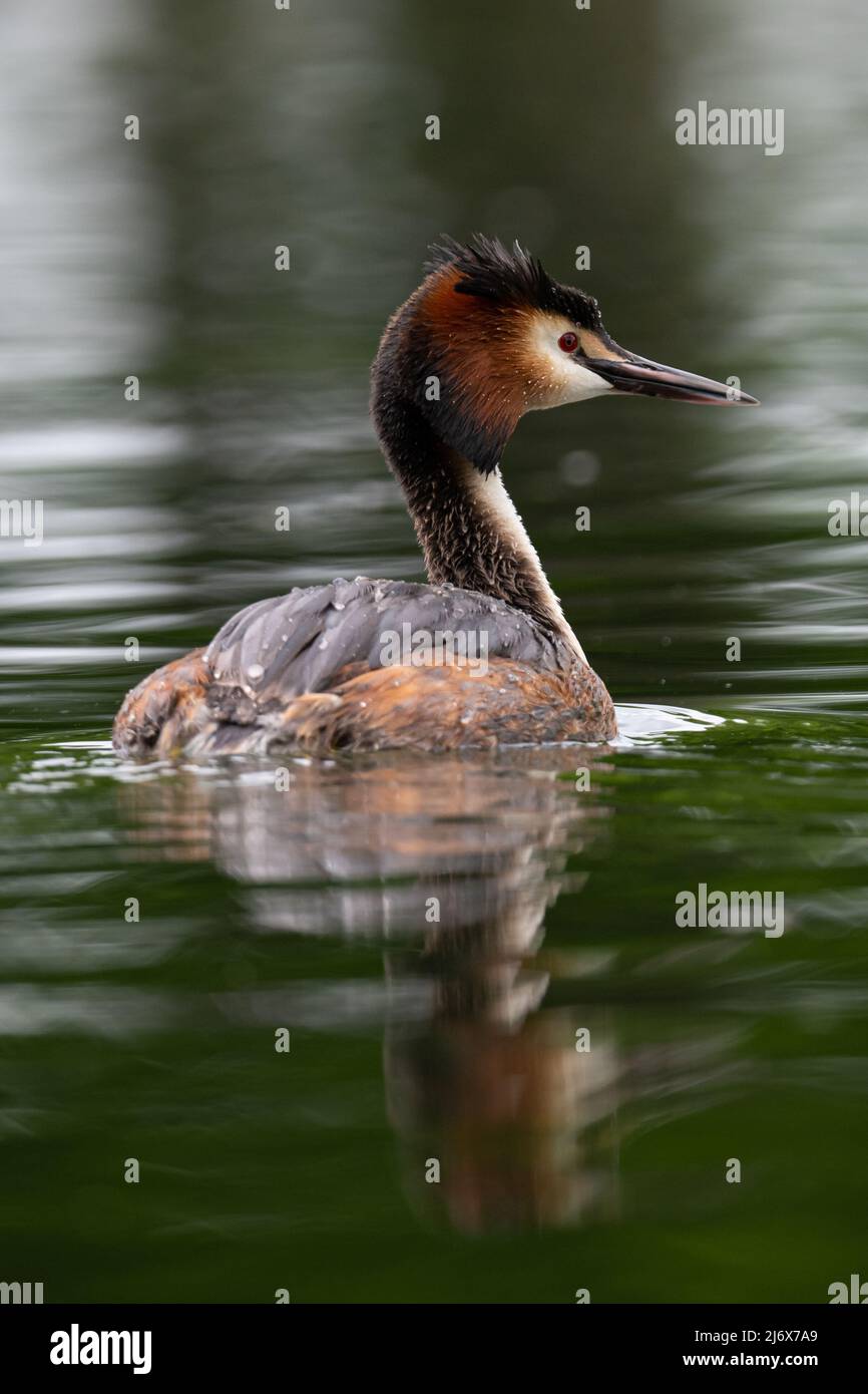 Great crested grebe swimming in a pond Stock Photo - Alamy