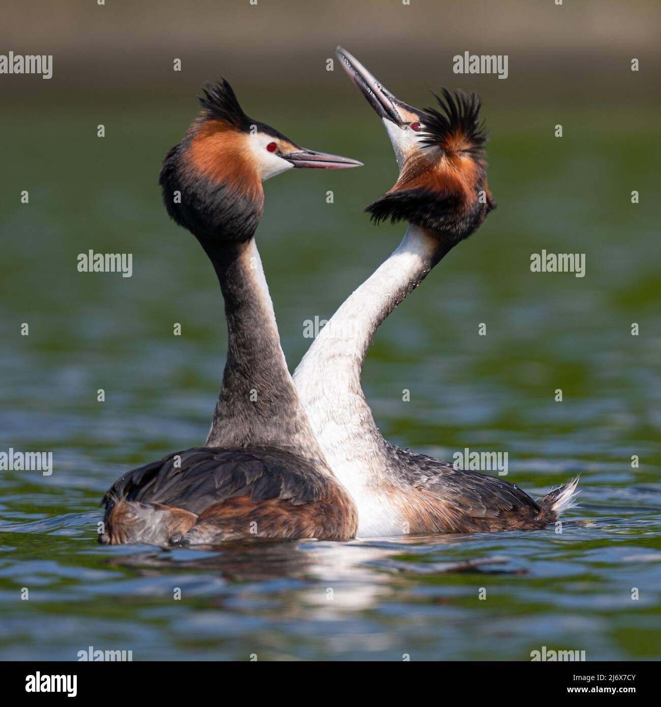 Pair of great crested grebes with raised head plumes raised in ...