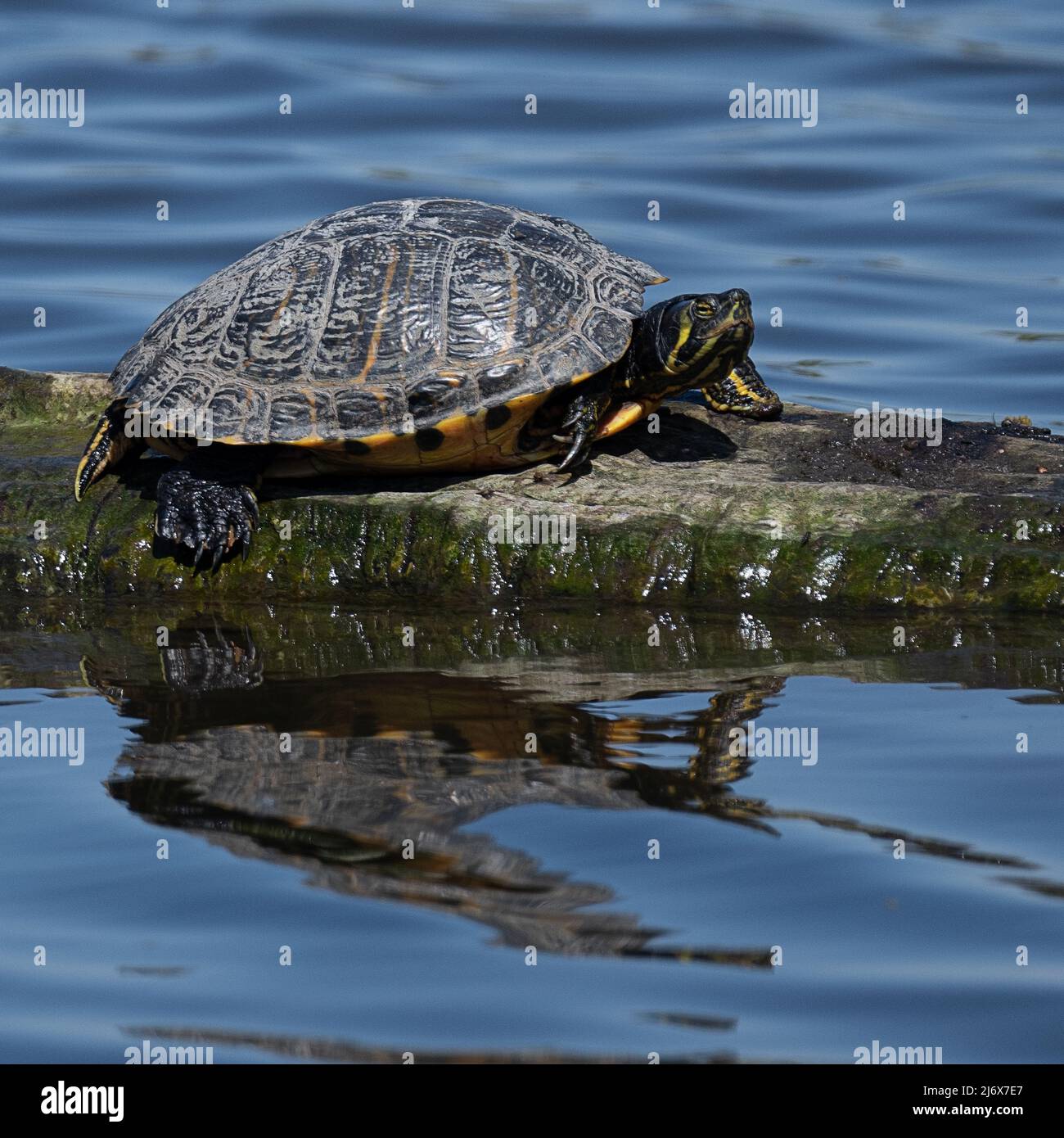 Red-eared terrapin basking in the sunshine whilst sitting on large tree ...
