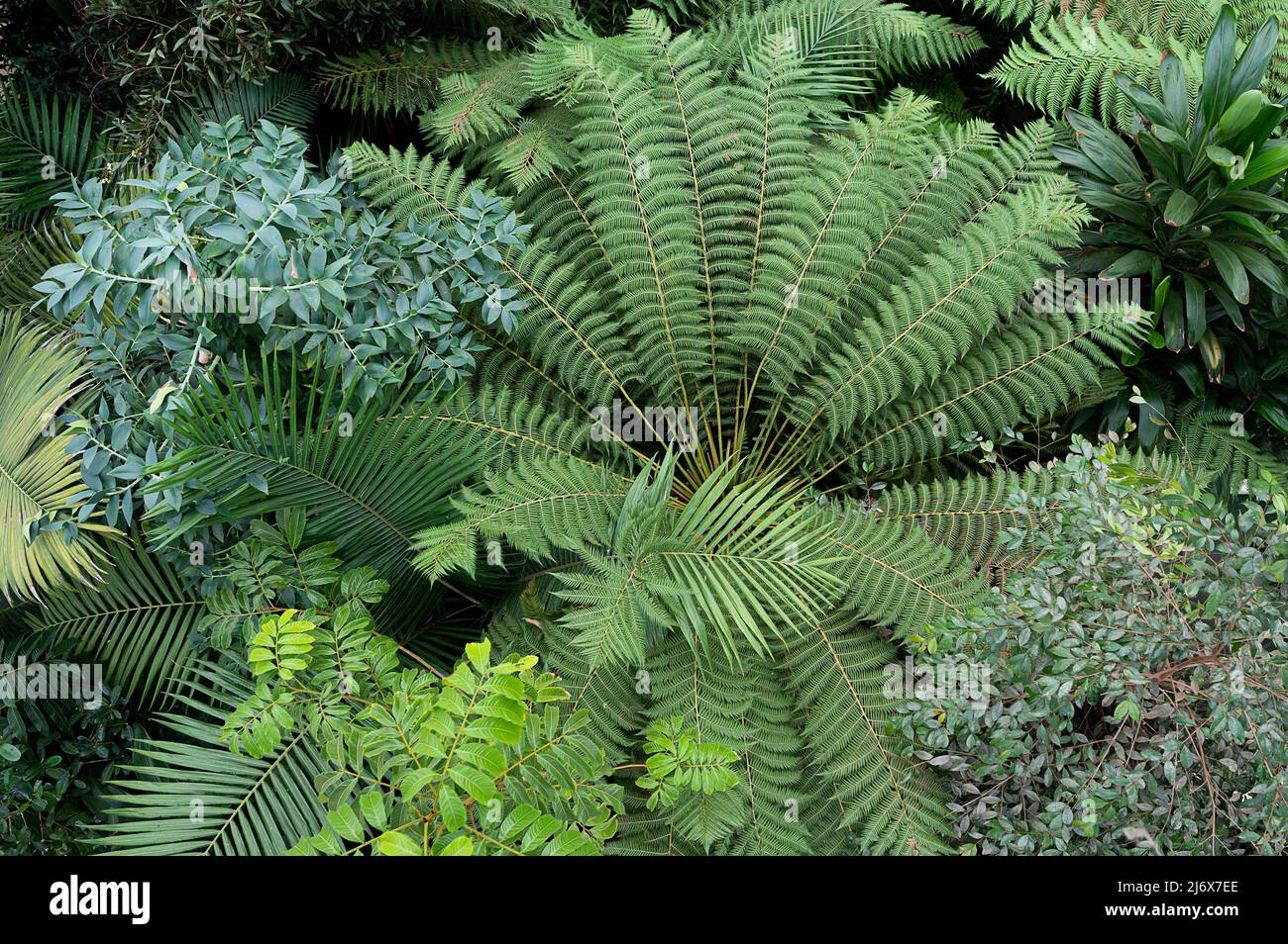 Aerial view of the canapy in the Temperate House from the walkway, Kew ...