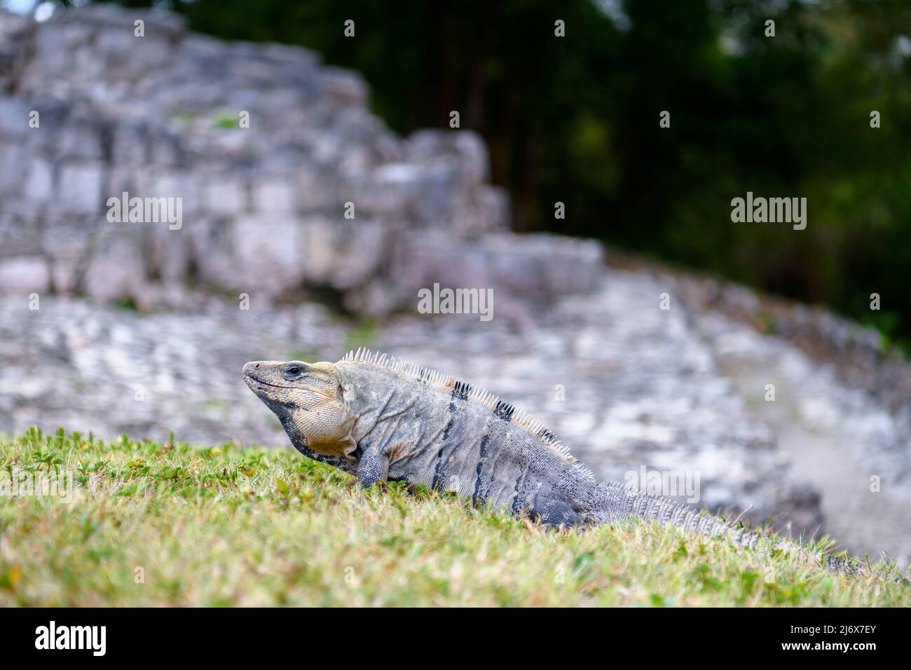 Close-up of iguana or lizard at mayan ruins (Edzna) in Yucatan ...