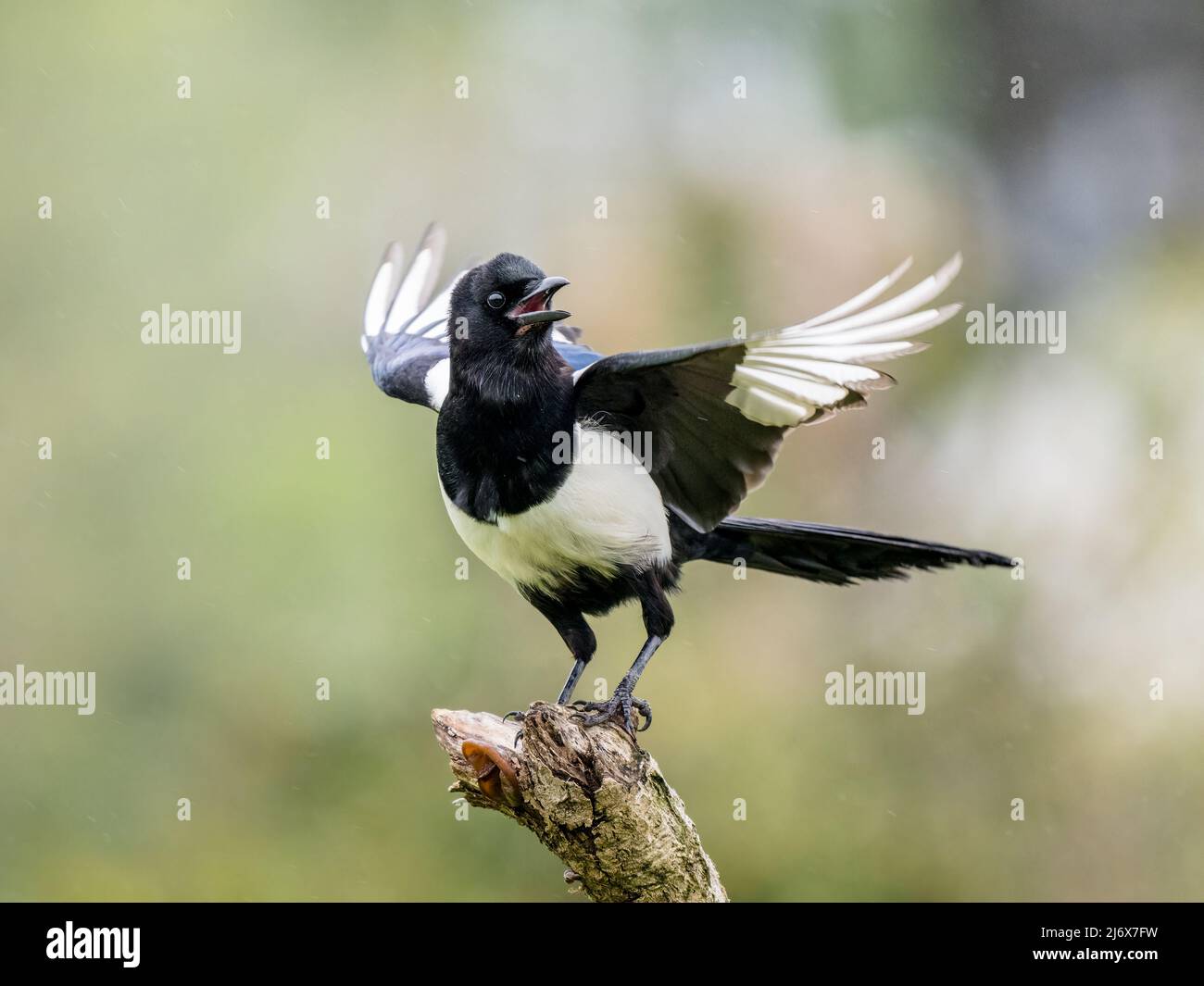 Magpie in spring hi-res stock photography and images - Alamy