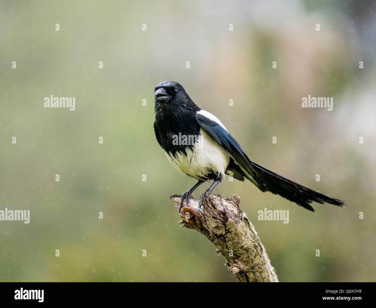 Magpie in spring hi-res stock photography and images - Alamy