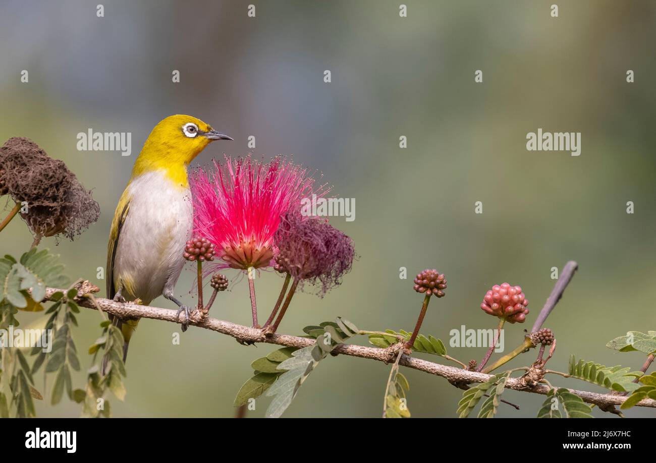 Indian white-eye or Oriental White-eye (Zosterops palpebrosus) bird ...