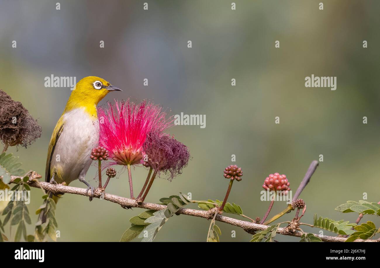 Indian white-eye or Oriental White-eye (Zosterops palpebrosus) bird ...