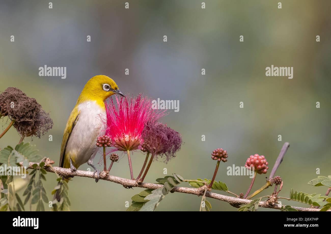 Indian white-eye or Oriental White-eye (Zosterops palpebrosus) bird ...